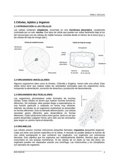 PDF 1 Células tejidos y órganos Ciencias Experimentales PDF