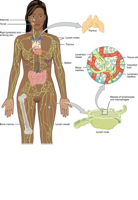 Anatomy Of The Lymphatic And Immune Systems Anatomy And Physiology II