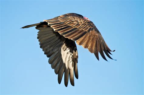 Vautour De Turquie Turquie Buzzard Image Stock Image Du Oiseau North