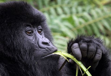 4 Day Uganda Gorilla Trekking From Kigali Safari Vacations Travel