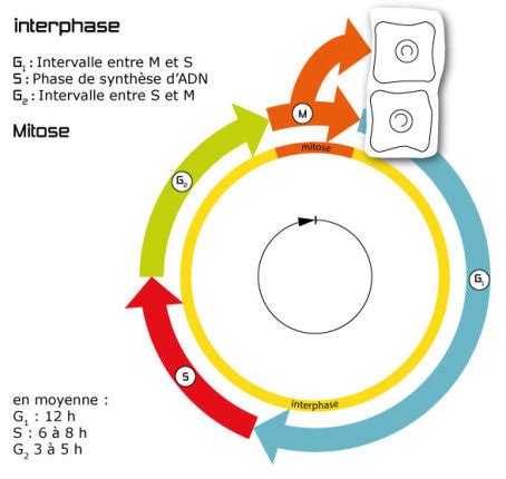 Partie Structure Fonction Et M Tabolisme De La Cellule Ii