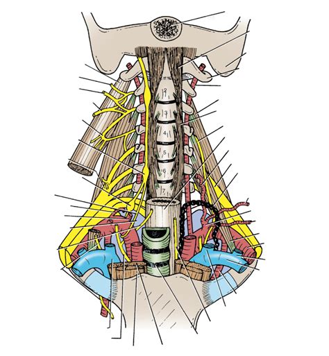 Muscles Bones Pre Vertebral Region Origin Of The Neck Diagram Quizlet