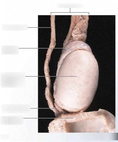 Figure A The Testis And Associated Structures Diagram Quizlet
