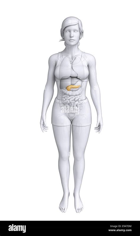 Illustration Of Female Pancreas Anatomy Stock Photo Alamy