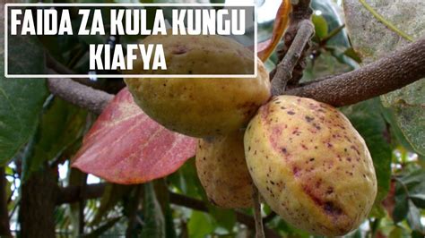 FAIDA ZA KULA KUNGU KIAFYA TIBA ASILI YA KUNGU YouTube