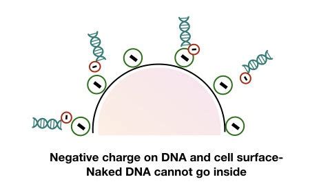 What Is Naked Dna Definition Applications Advantages And Disadvantages