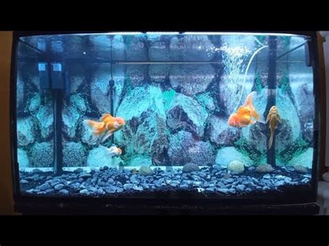 De Vuelta Con El Acuario De Goldfish De 320 Litros Mi Pez Sufre De