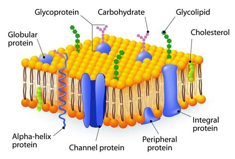 Labeled Diagram Of Plasma Membrane