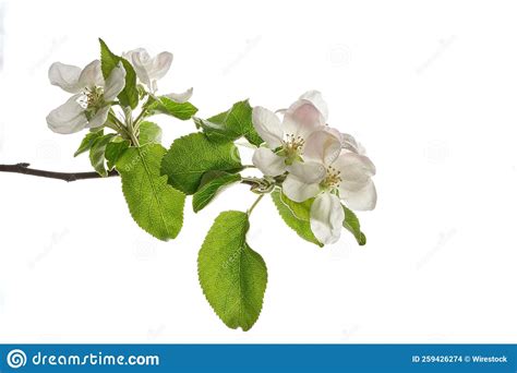 Rama Con Flores De Manzana Y Hojas Verdes Aisladas En Fondo Blanco Foto