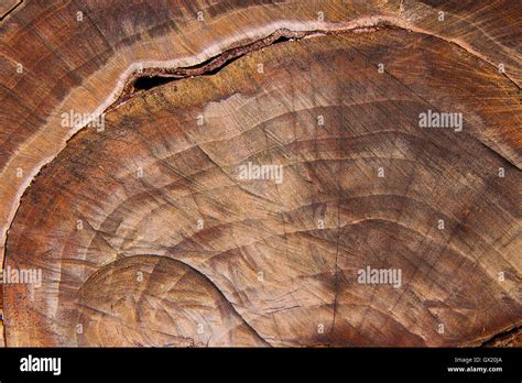 Close Up View Of Cross Section Of Tree Trunk Showing Growth Rings