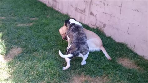 Belinda Play Dates Jul Youtube