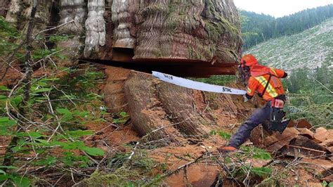 World S Dangerous Fastest Cutting Huge Tree Skill With Chainsaw