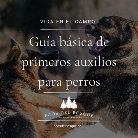 Guía básica de primeros auxilios para perros Ecos del Bosque