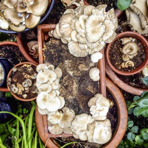 Pilze selber züchten Speisepilze zu Hause einfach anbauen richtiggut de