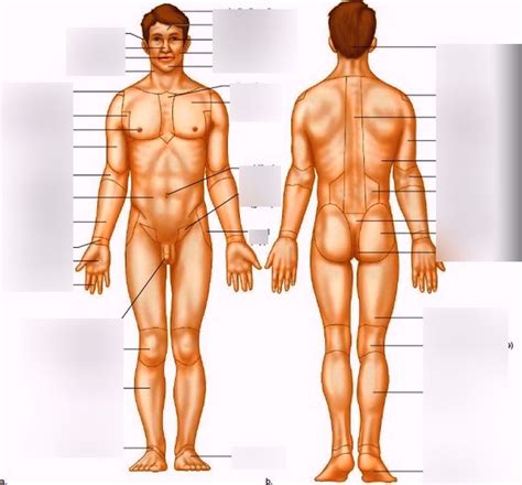 Naked Man Bottom Of Body Front Diagram Quizlet