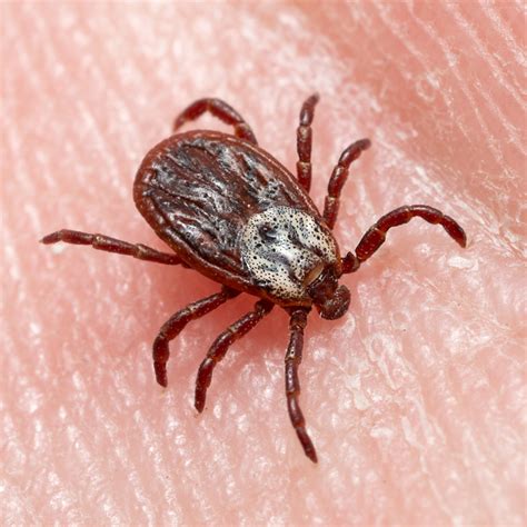 What Do I Need To Know About Tick Bites A Comprehensive Guide