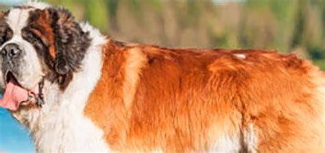 Las 10 razas de perros más grandes del mundo MAPFRE