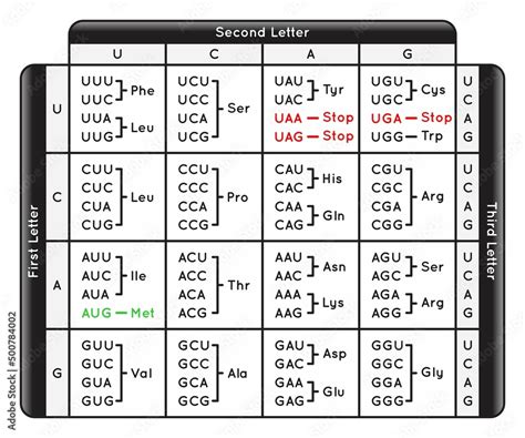 Table Of Codons The Genetic Code Of Human Infographic Diagram