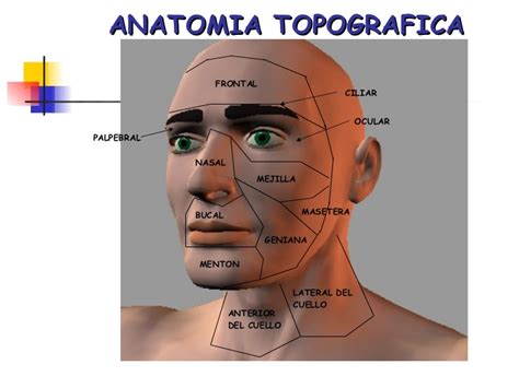 Anatomía Algunas subdivisiones de la Anatomía