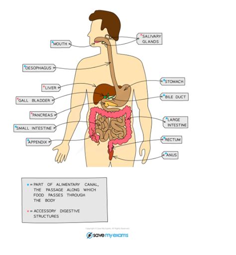 CIE IGCSE Biology 复习笔记7 1 2 Digestive System