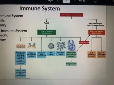 Immune System Flashcards Quizlet