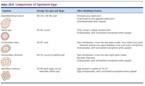 Comparisons Of Tapeworm Eggs Diagram Quizlet