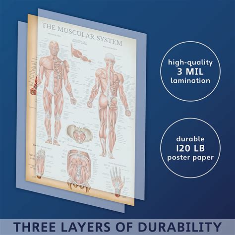 Vintage Muscular Skeletal System Anatomical Chart Set Human The Best