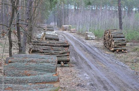 drzewa wycięte tekstura drewna stary deseń drewniane drewno