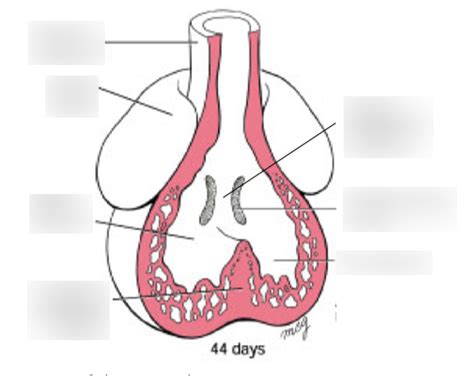 Septation Of The Atrioventricular Canal Diagram Quizlet