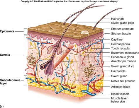 Integumentary System Isonbiology