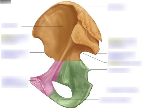Coxal Bone Medial View Diagram Quizlet