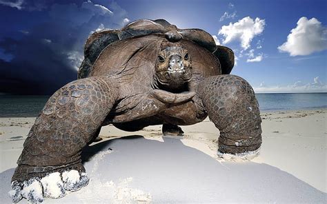 Playa Enorme Tortuga Fondo De Pantalla Hd Wallpaperbetter
