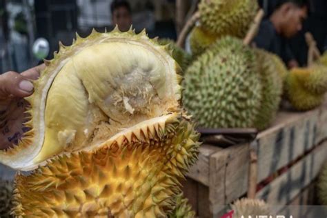 Ini Kata Ahli Gizi Soal Mitos Durian Tinggi Kolesterol ANTARA News