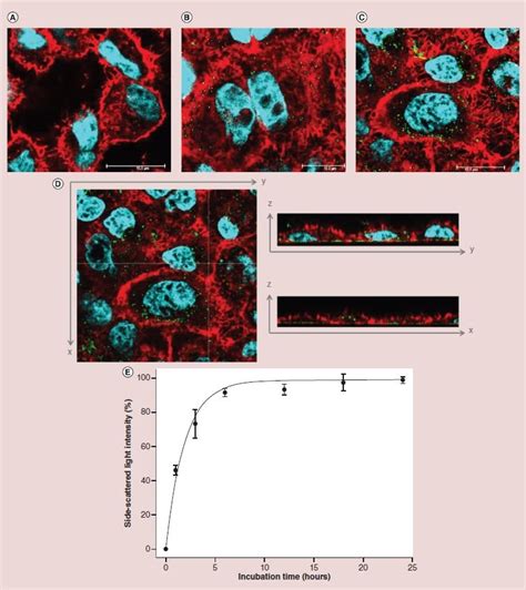 Gold Nanoparticle Uptake In A549 Cells Confocal Microscopy Images Of