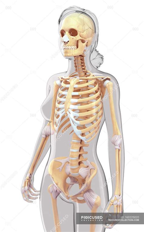 Structural Anatomy Of Adult Human Physiology Artwork Stock Photo