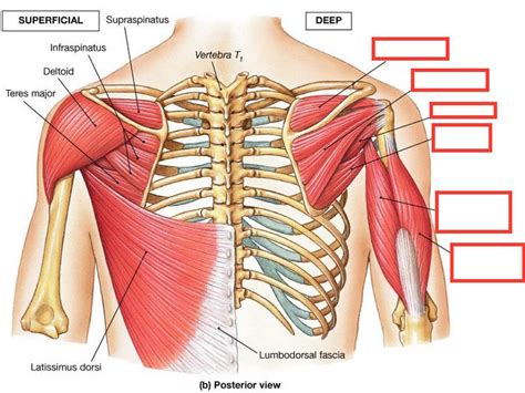 Posterior Shoulder And Arm Muscles Diagram Quizlet