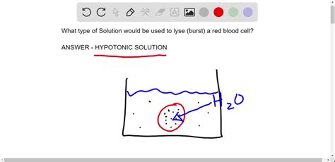 SOLVED A Biologist Diluted A Blood Sample With Distilled Water While