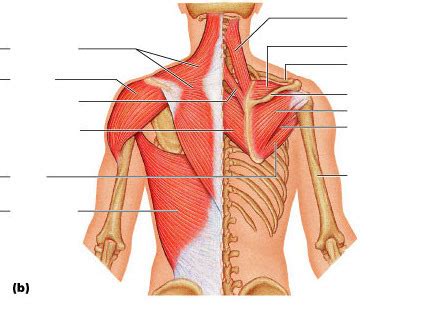 Posterior Muscles Of The Shoulder Diagram Quizlet