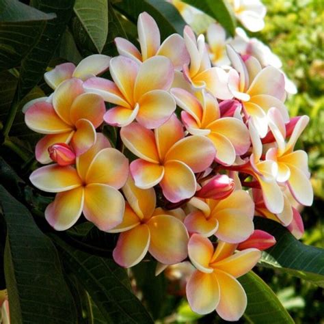 Buy Tropical Frangipani Plumeria Flower Plant Orange And White Online