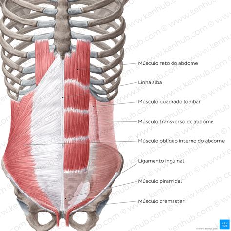 Parede abdominal Anatomia músculos canal inguinal Kenhub