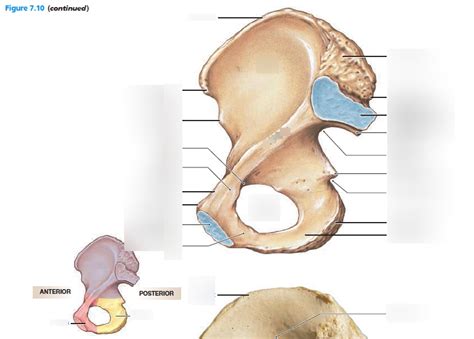 Coxal Bone Medial View Diagram Quizlet