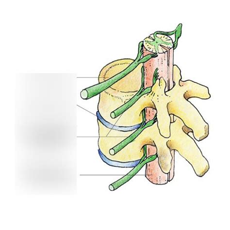 Das R Ckenmark Und Reflexe Diagram Quizlet