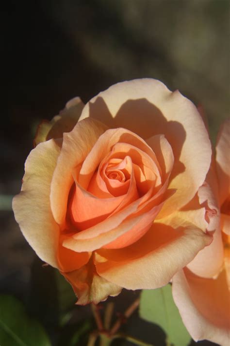 Salon De Sm On Twitter Rt Gontanokoneroku Rose