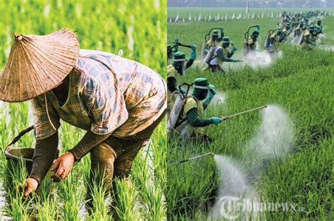 Para Petani Wajib Tahu Berikut Sederet Manfaat Tak Terduga Memiliki