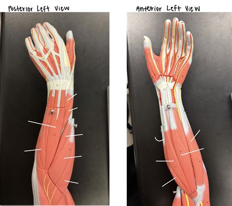 Bio L Lab Exam Forearm Diagram Quizlet
