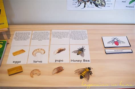 6 Atividades de abelha inspiradas no Método Montessori