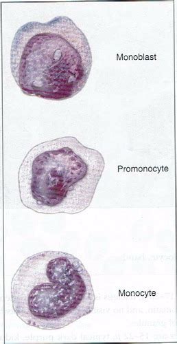 Hemalec The Mononuclear Cells Flashcards Quizlet