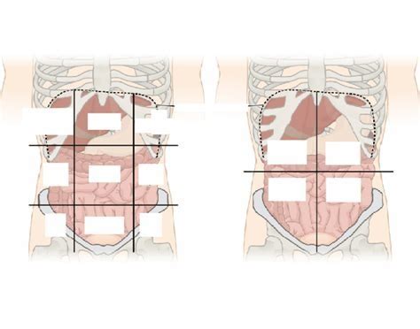 Abdominopelvic Regions Quadrants Diagram Quizlet