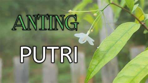 Stek Program Akar Anting Putri Wrightia Religiosa Bonsai