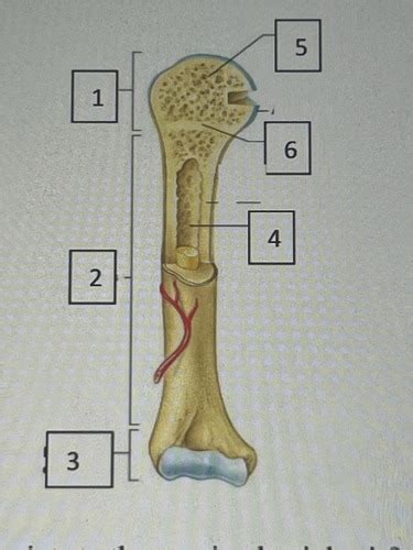 Anatomy And Physiology Honors Midterm Flashcards Quizlet